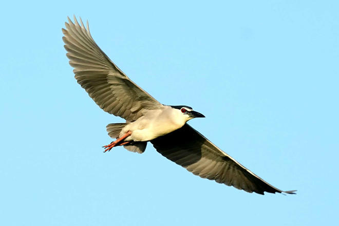 Người Sài Gòn cuối tuần rong chơi trong đầm cá sấu, tràm chim ở rừng ...